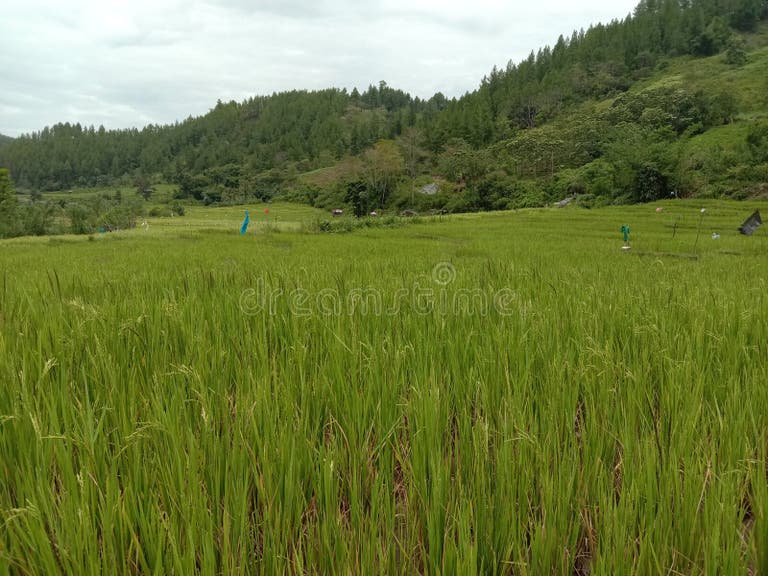 The villager rice field stock image. Image of wetland - 268500591