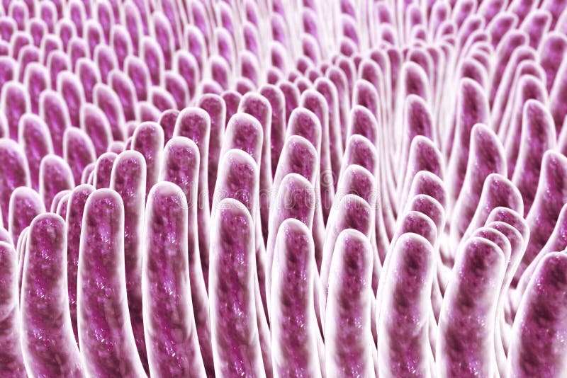 Inside the Small Intestine Villi Stock Illustration - Illustration of ...