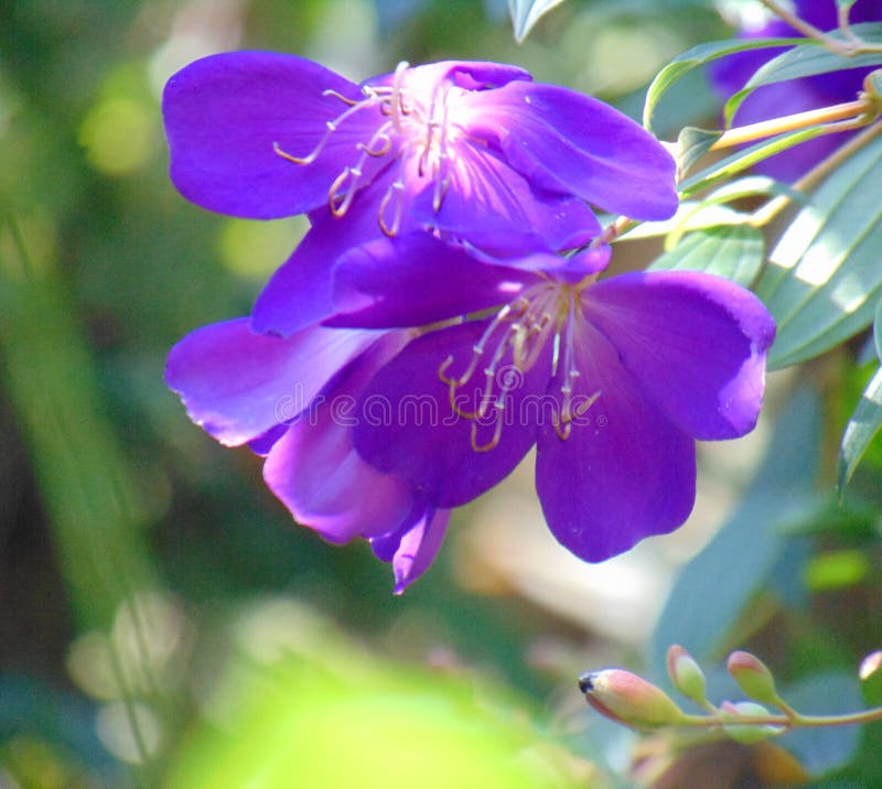 Vilot Gardenfresh Flower Stock Photos - Free & Royalty-Free Stock ...