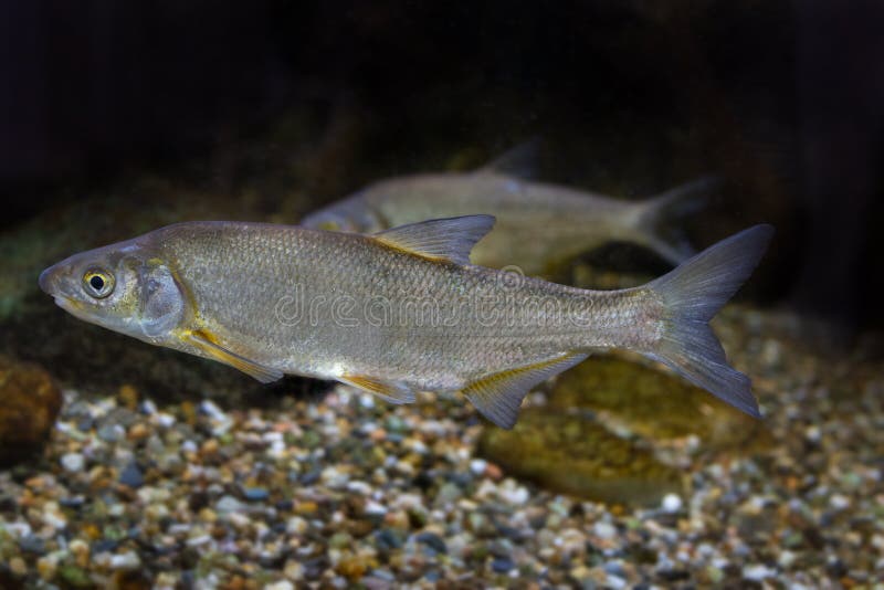 The Vimba Vimba Vimba Photography of a Freshwater Fish Stock Image ...