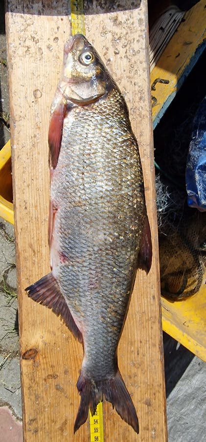 Subterminal Downward Facing Mouth Stock Photos - Free & Royalty-Free Stock Photos from Dreamstime