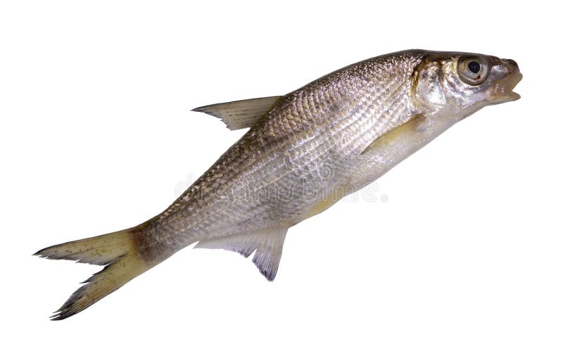 324 Disguise Fish Stock Photos - Free & Royalty-Free Stock Photos from Dreamstime