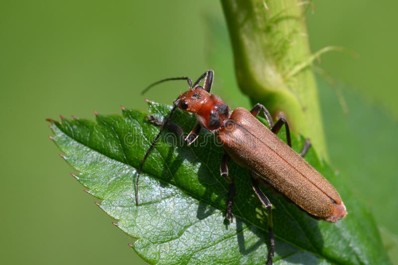A vimineous insect stock image. Image of green, brown - 35920635