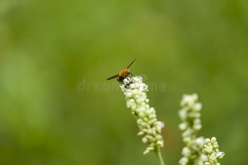 A Vimrul on the Wildflower with Green Background Stock Image - Image of ...