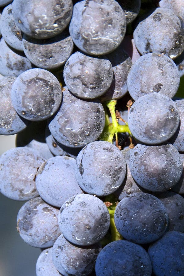Raisins de cuve violets photo stock. Image du nature, vigne - 228066