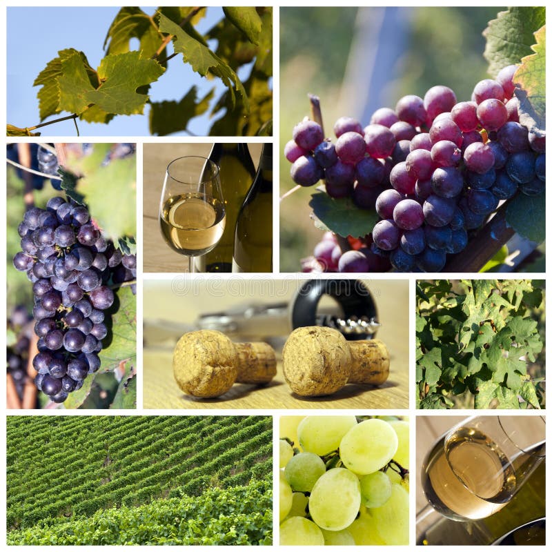 Vin et collage de vigne image stock. Image du accroissement - 22084517