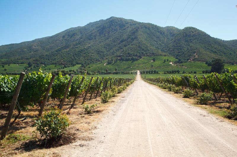 Vina Montes Typical Vineyard in Colchagua Valley, Chile Editorial Image ...