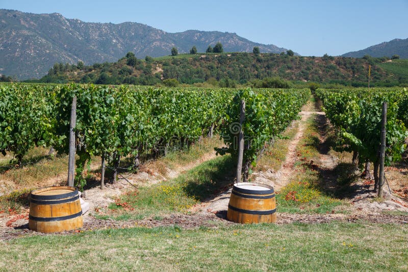 Vina Montes Typical Vineyard in Colchagua Valley, Chile Editorial ...