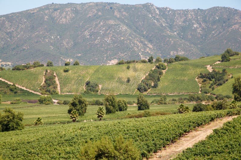 Vina Montes Typical Vineyard in Colchagua Valley, Chile Editorial Stock ...