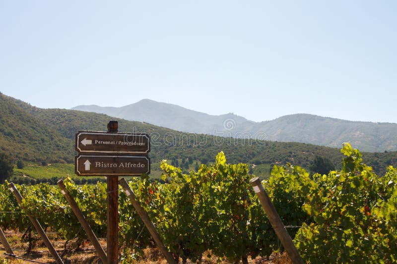 Vina Montes Typical Vineyard in Colchagua Valley, Chile Editorial Photo ...