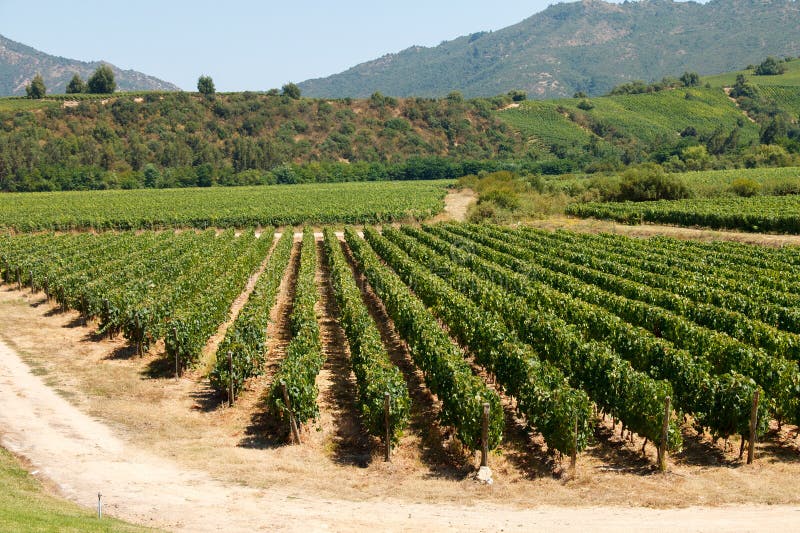 Vina Montes Typical Vineyard in Colchagua Valley, Chile Editorial Photo ...