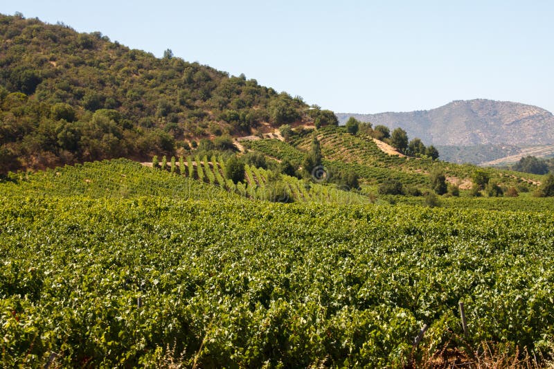 Vina Montes Typical Vineyard in Colchagua Valley, Chile Editorial Photo ...