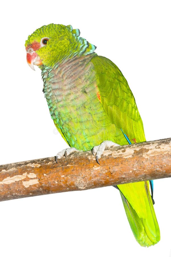Vinaceous-breasted Amazon Parrot Stock Photo - Image of vinacea, tree ...