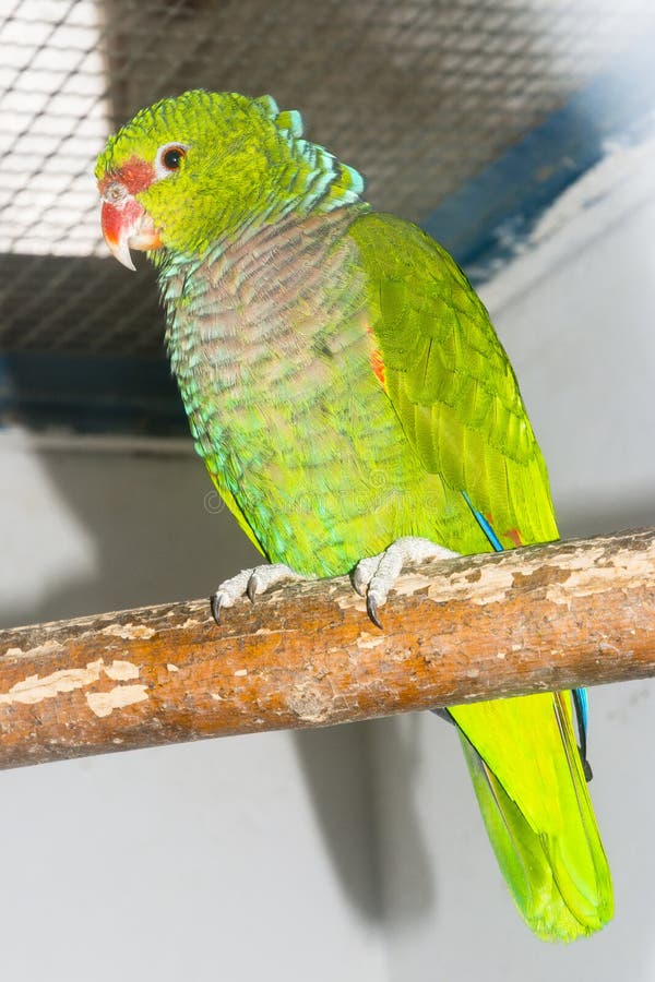 Vinaceous-breasted Amazon Parrot Stock Photo - Image of vinacea, amazon ...
