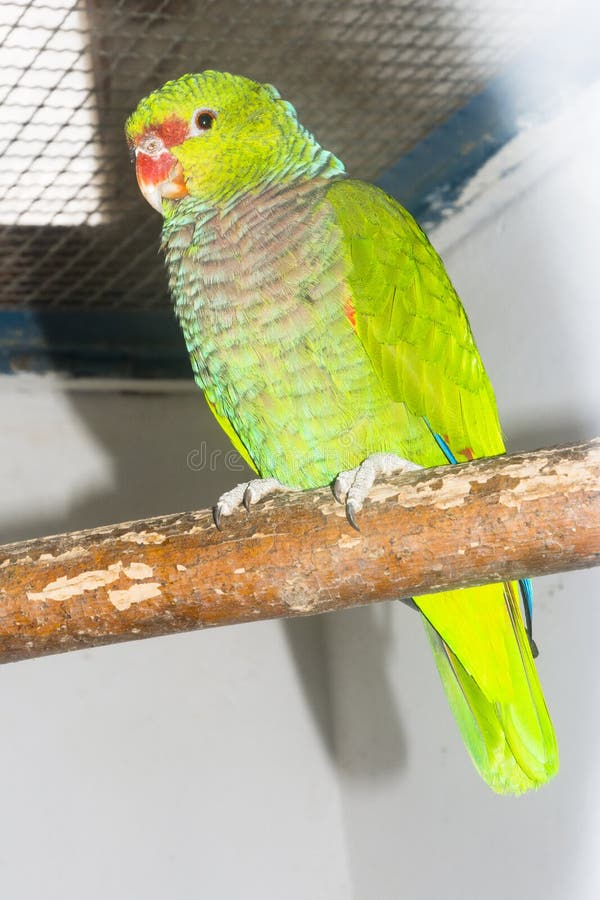 Vinaceous-breasted Amazon Parrot Stock Photo - Image of amazon ...