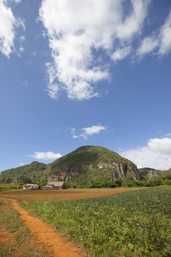 Vinales, Cuba stock photo. Image of farm, caribbean, heaven - 24367896