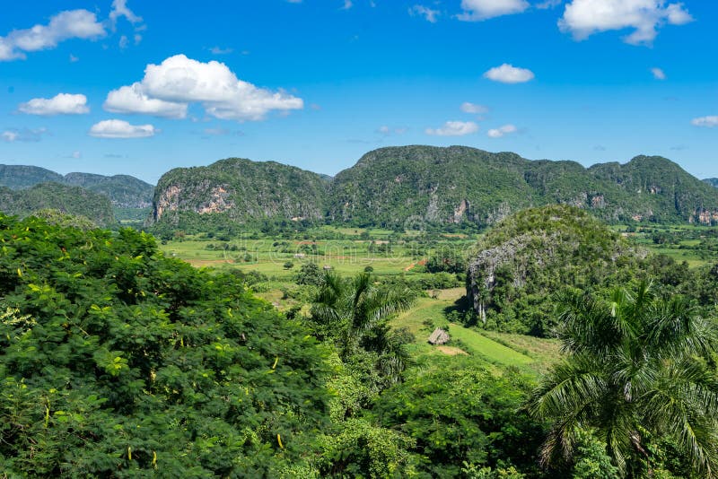 Vinales Valley - Flower Field Stock Photo - Image of island, landscape ...