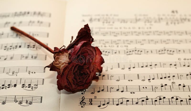 Vinatge sheet music stock photo. Image of classical, rose - 41970996