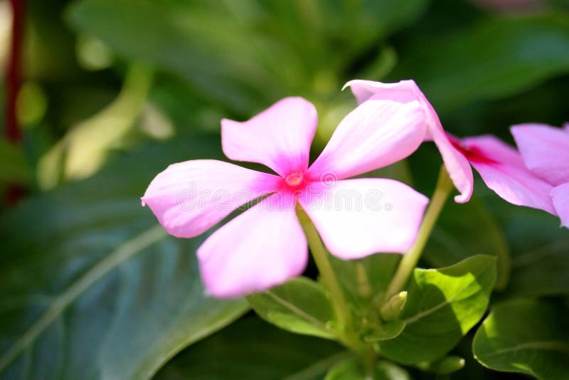 Vinca Flower imagen de archivo. Imagen de verde, rosa - 102965993