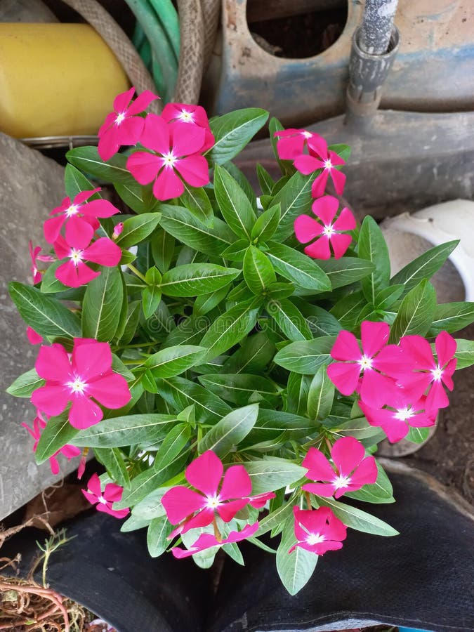 Vinca Flower Gardening Nature Stock Photo - Image of flower, vinca ...