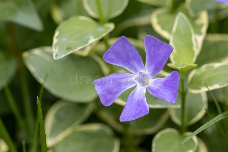 Pervinca Principal Do Bigleaf Do Vinca, Grande Pervinca, Maior Pervinca ...