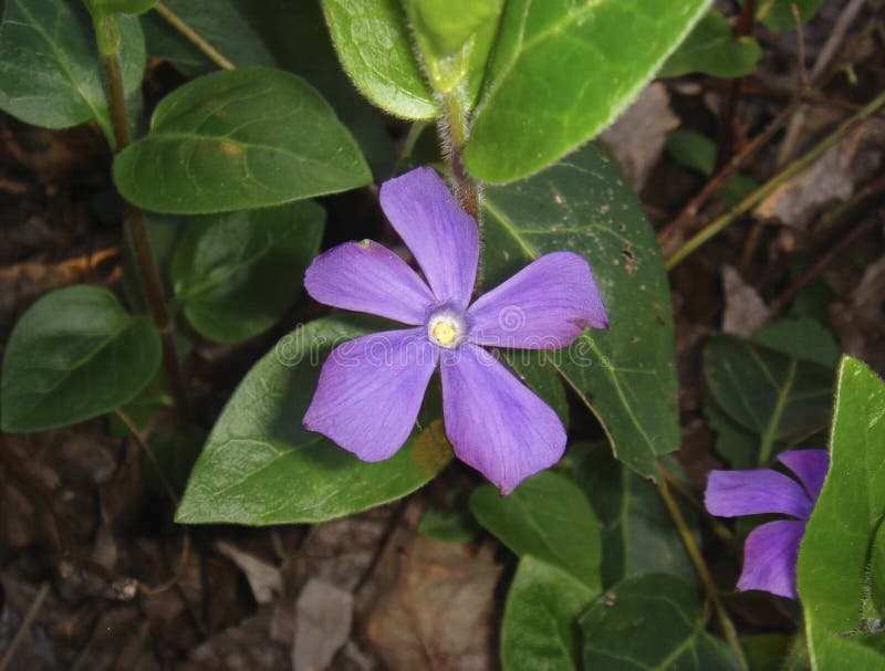 Vinca major in bloom stock image. Image of major, botany - 173141955