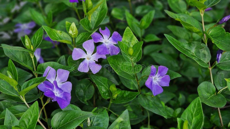 Vinca Major Flowers in the Garden. Stock Image - Image of inflorescence ...