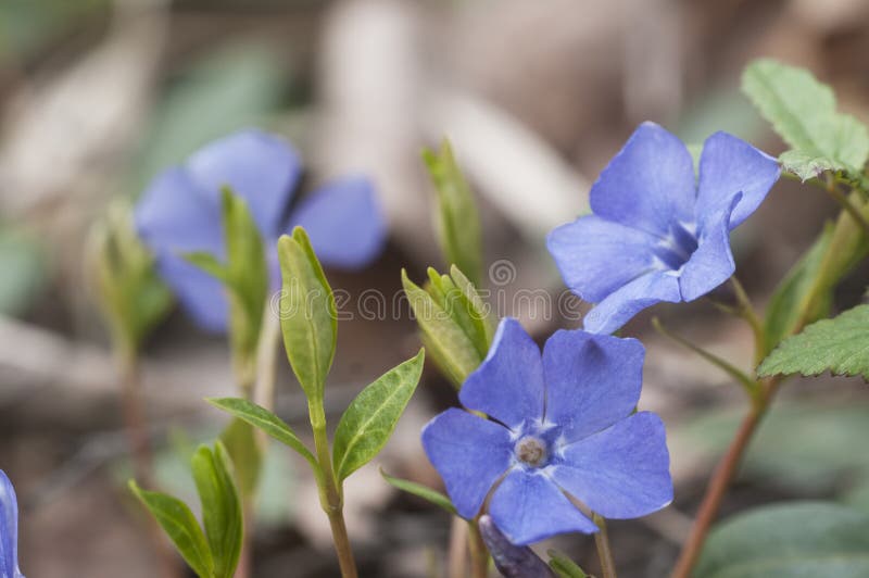 Vinca Minor Flowers in a Spring Park Stock Image - Image of periwinkle ...