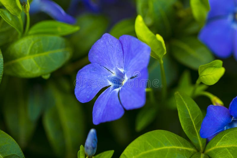 Vinca Minor L. - Lesser Periwinkle, Dwarf Periwinkle, Small Periwinkle ...