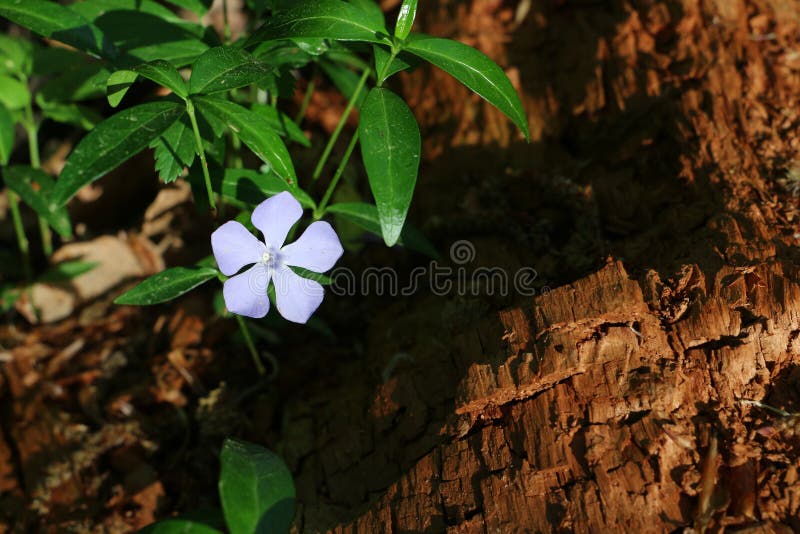 Vinca Minor, Periwinkle in the Deep Forest Stock Photo - Image of tree ...