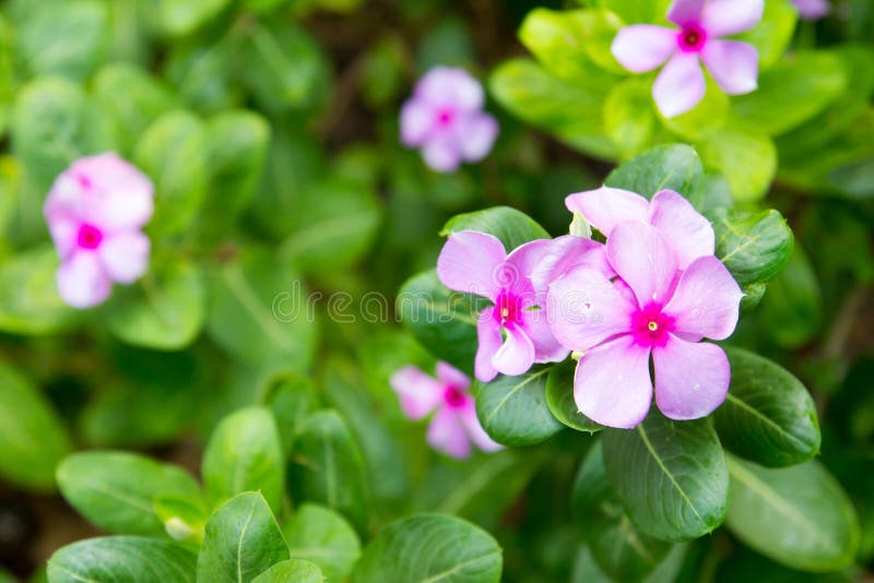 Vinca, violet flower stock image. Image of herbal, botany - 70614621