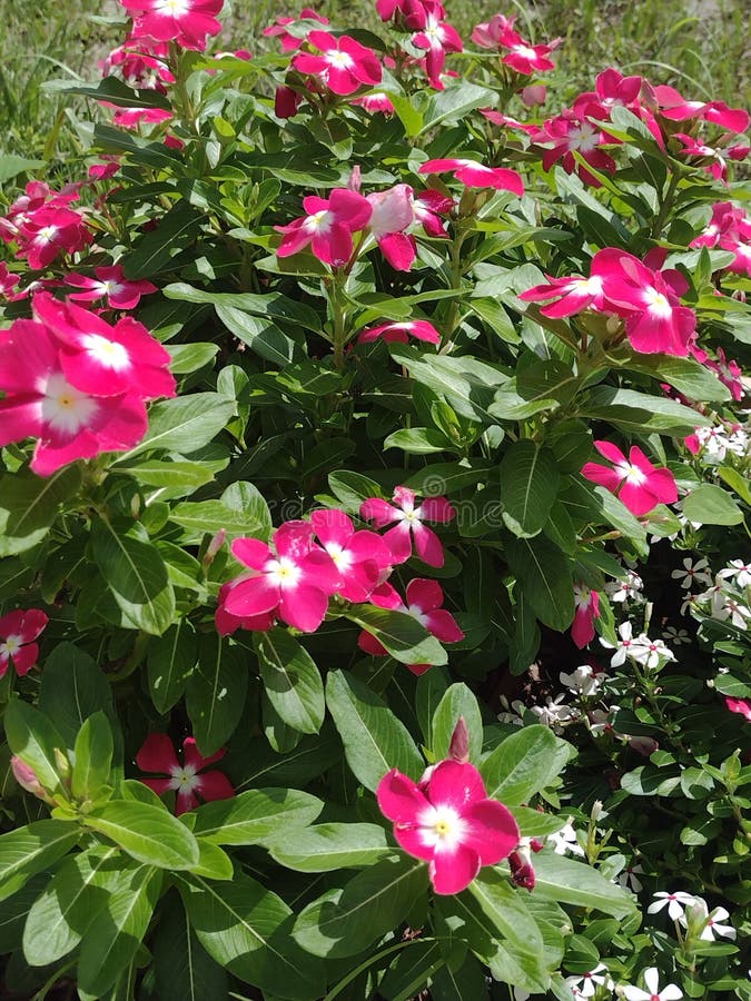 Vincas in Bloom stock image. Image of garden, flowers - 266039019