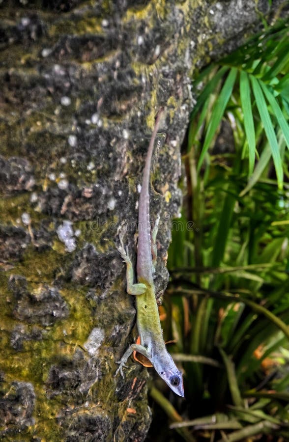 Vincentian Lizard Stock Photos - Free & Royalty-Free Stock Photos from ...