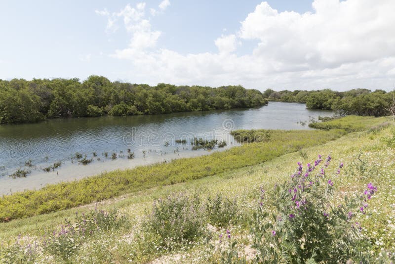 Floden I Guamare, RN, Brasilien Arkivfoto - Bild av liggande, floder ...