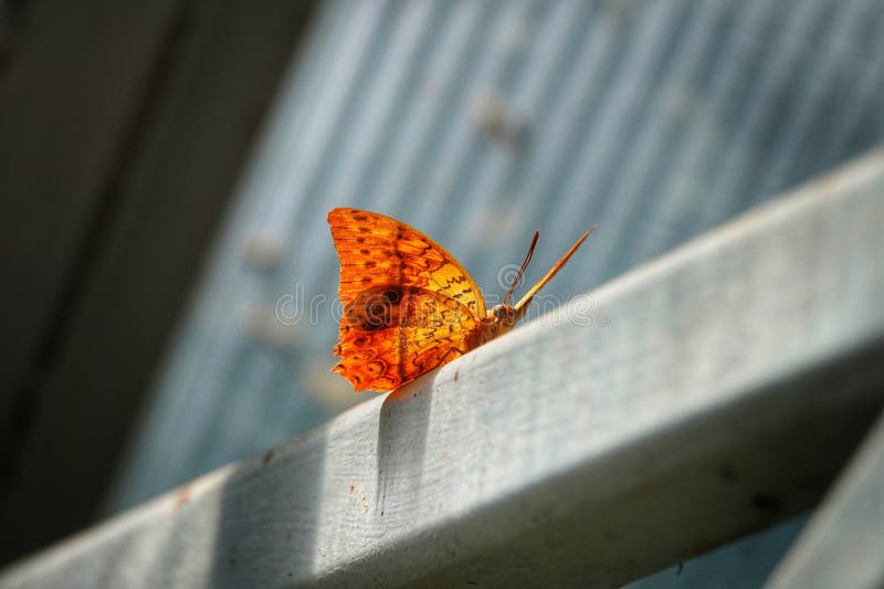 Vindula, Also Called Cruiser Butterfly - Antipa Museum in Bucharest ...
