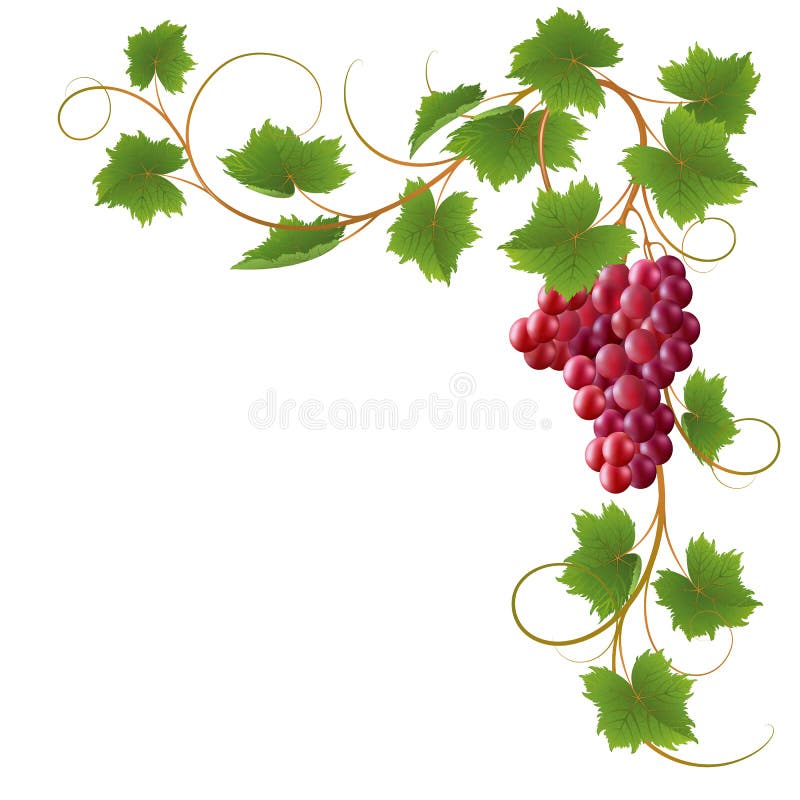 Three cluster of grapes stock vector. Illustration of paper - 9352442 Three cluster of grapes stock vector. Illustration of paper - 9352442