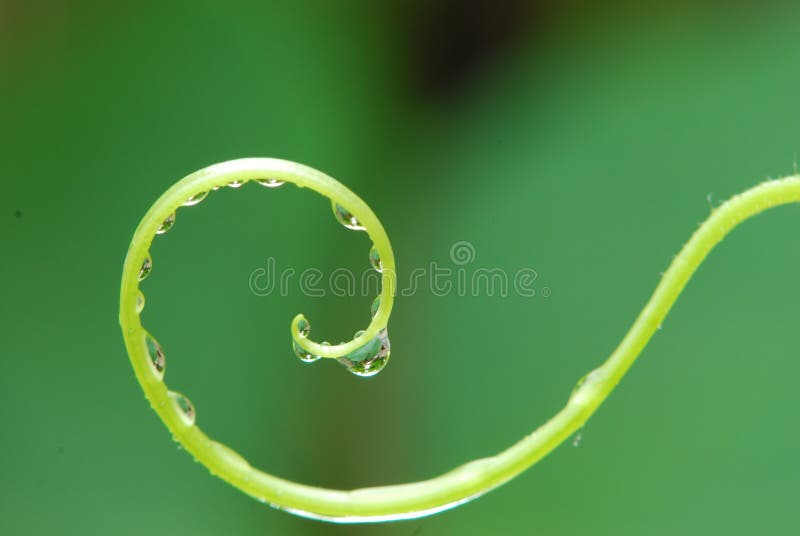 Curling Vine stock image. Image of spiral, nature, vine - 10977551