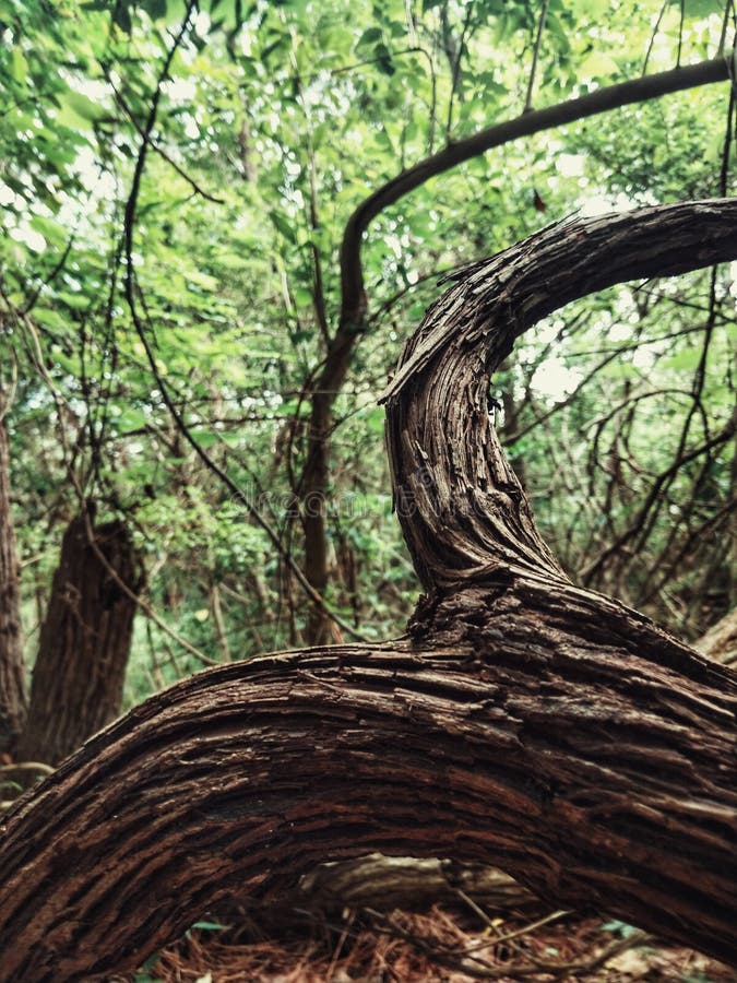 Vine stock image. Image of thick, outdoors, vine, nature - 117941309