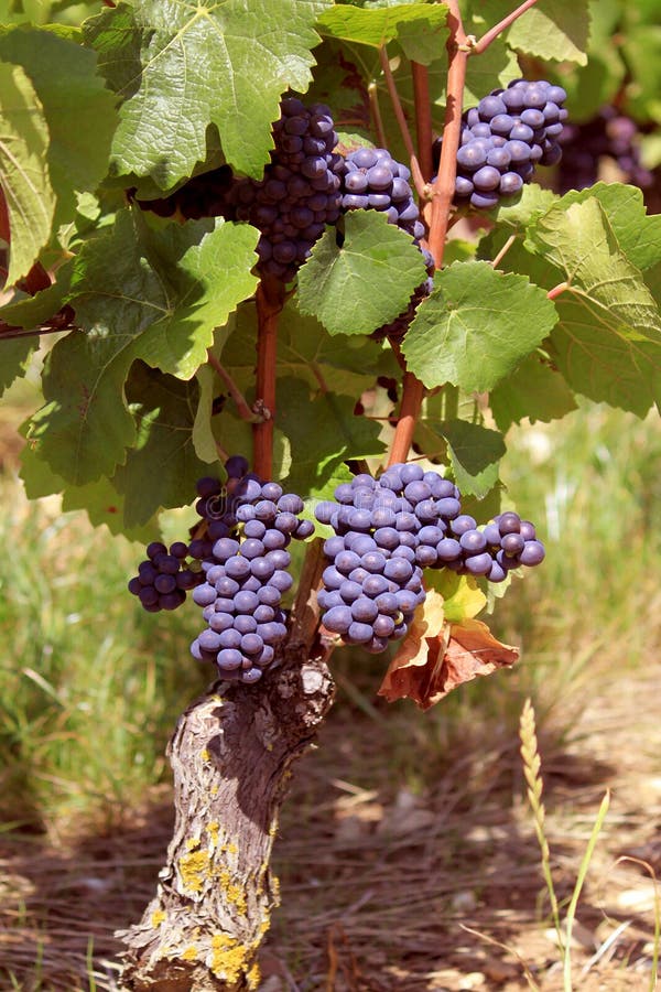 Vine stock image. Image of viticulture, vines, vineyards - 27709345