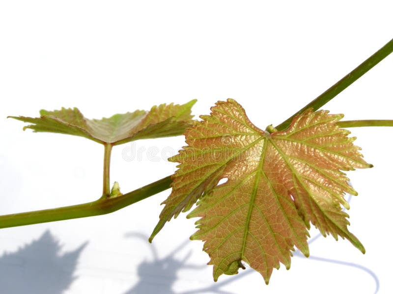 Wine and Vine stock image. Image of shaodow, green, grape - 2785049