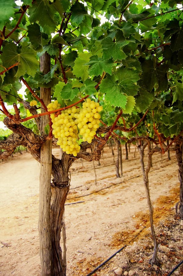 Grapevines Sprouting New Season Stock Photo - Image of farm, late: 41287934