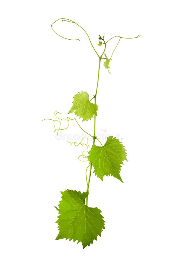 Wine and Vine stock image. Image of shaodow, green, grape - 2785049