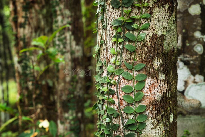 Vine Around Tree Trunk at the Tropical Rian Forest Stock Image - Image ...