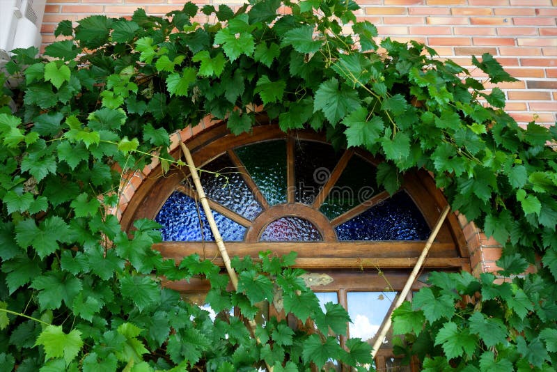 Grapevine window stock image. Image of grapevine, vine - 183747827