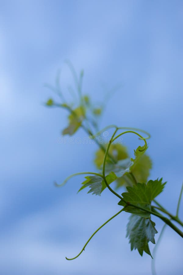 The Vine on the Background of Blue Sky - a Beautiful Summer Evening ...