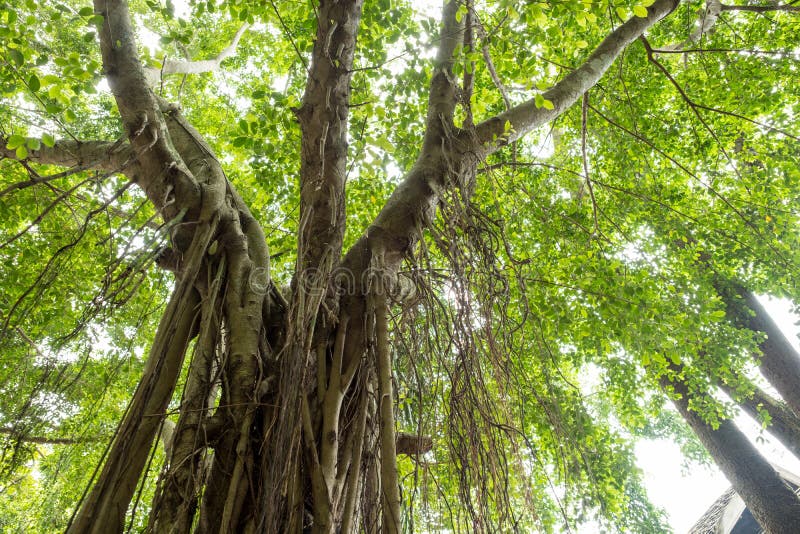 Vine on the big tree stock photo. Image of vine, grunge - 99214666