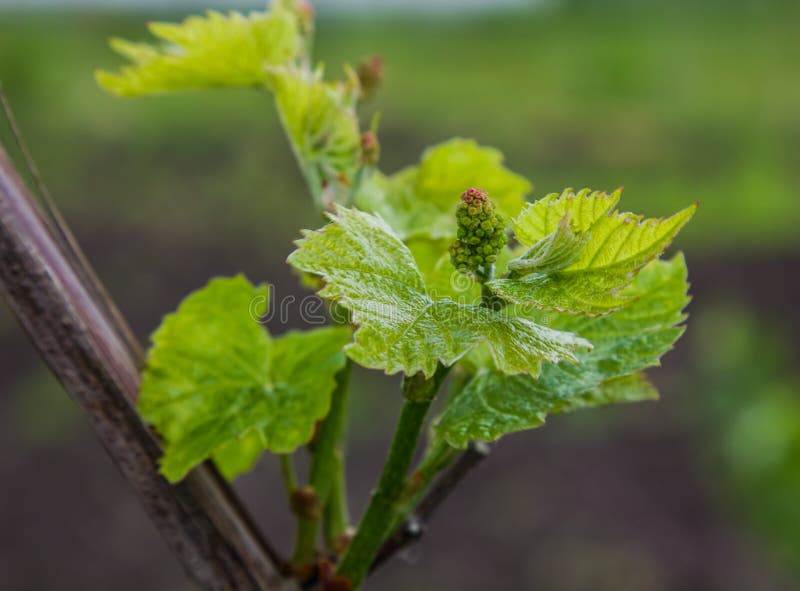 The vine blooms in spring stock image. Image of green - 220413799