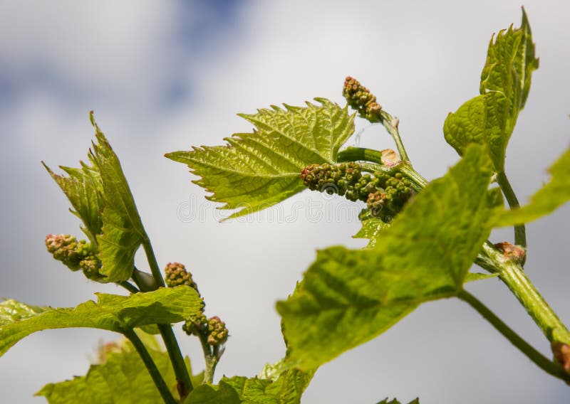 The vine blooms in spring stock photo. Image of inflorescence - 220413814