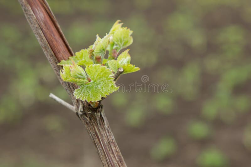 The vine blooms in spring stock image. Image of summer - 219085659