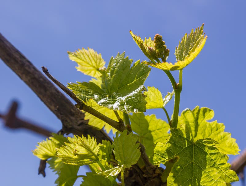 The vine blooms in spring stock photo. Image of vine - 220415778